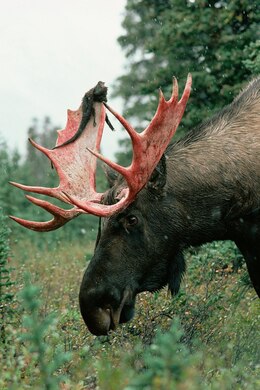 Top 123 What Animals Shed Their Antlers Lestwinsonline