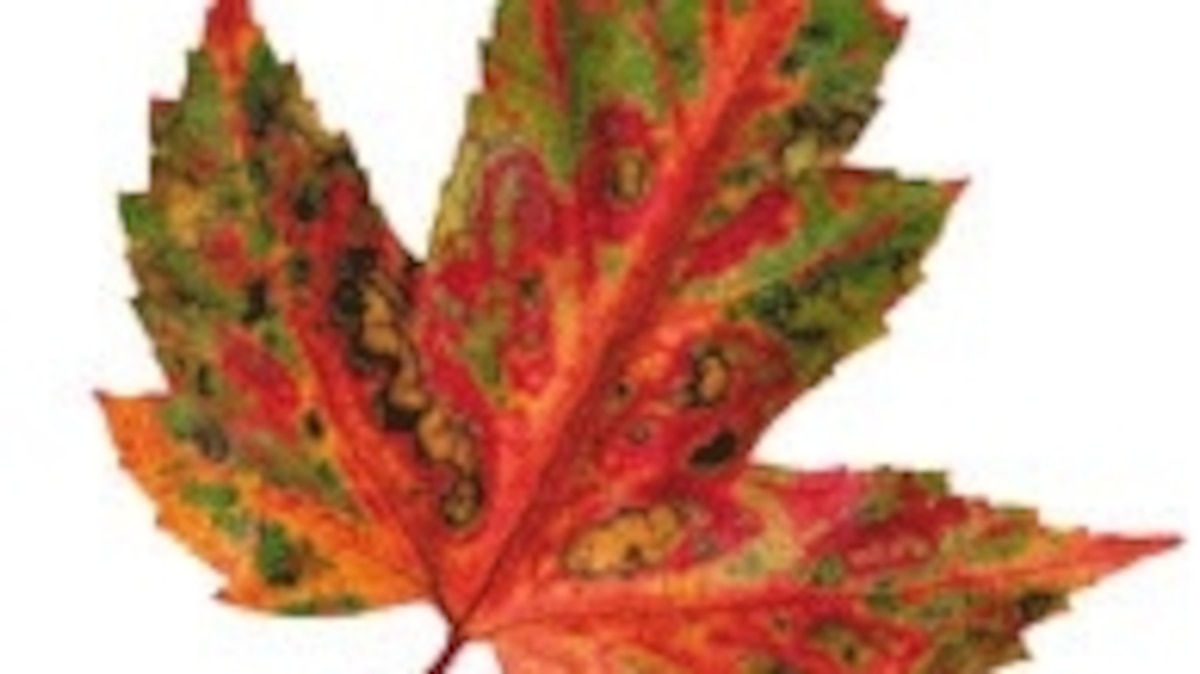 The Semiotics of a Leaf | National Geographic