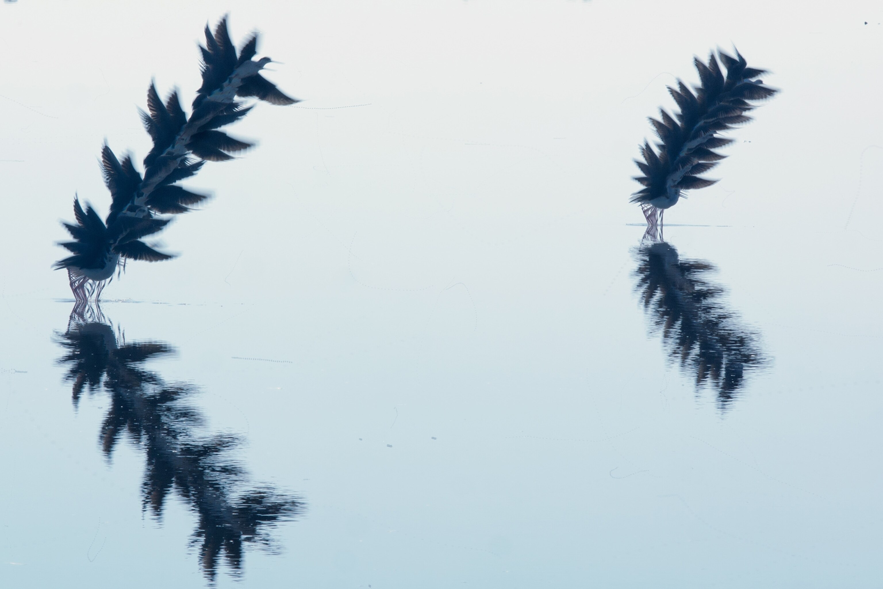 If Birds Left Tracks in the Sky, They’d Look Like This