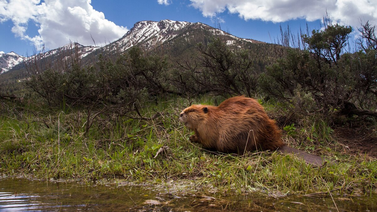 Beavers Have Vanilla-Scented Butts and More Odd Facts | National Geographic
