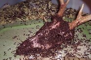 Flesh Eating Beetles Explained Flesh Eating Beetles Explained