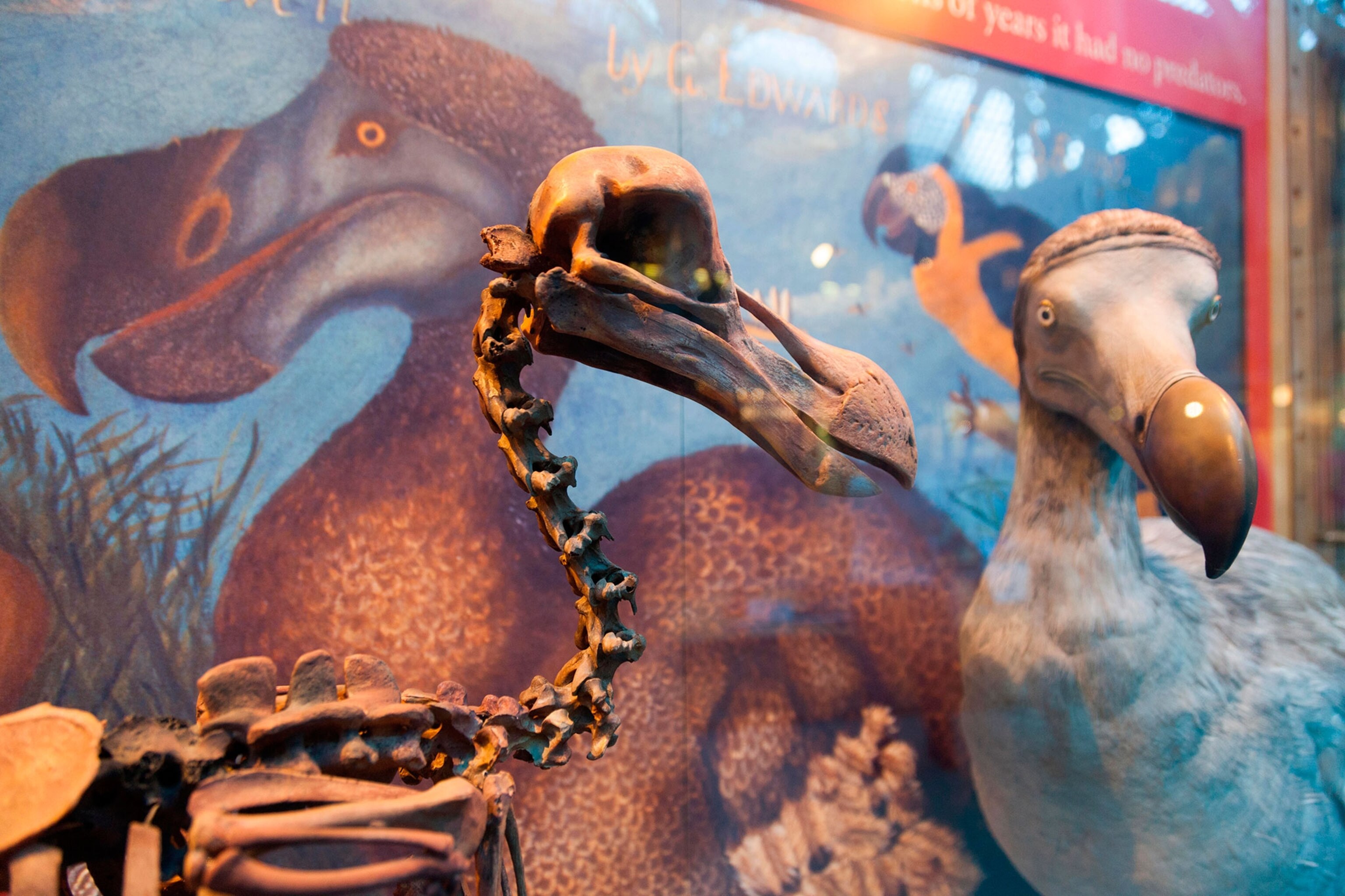 What’s Your Favorite Extinct Species? Scientists’ Top Picks