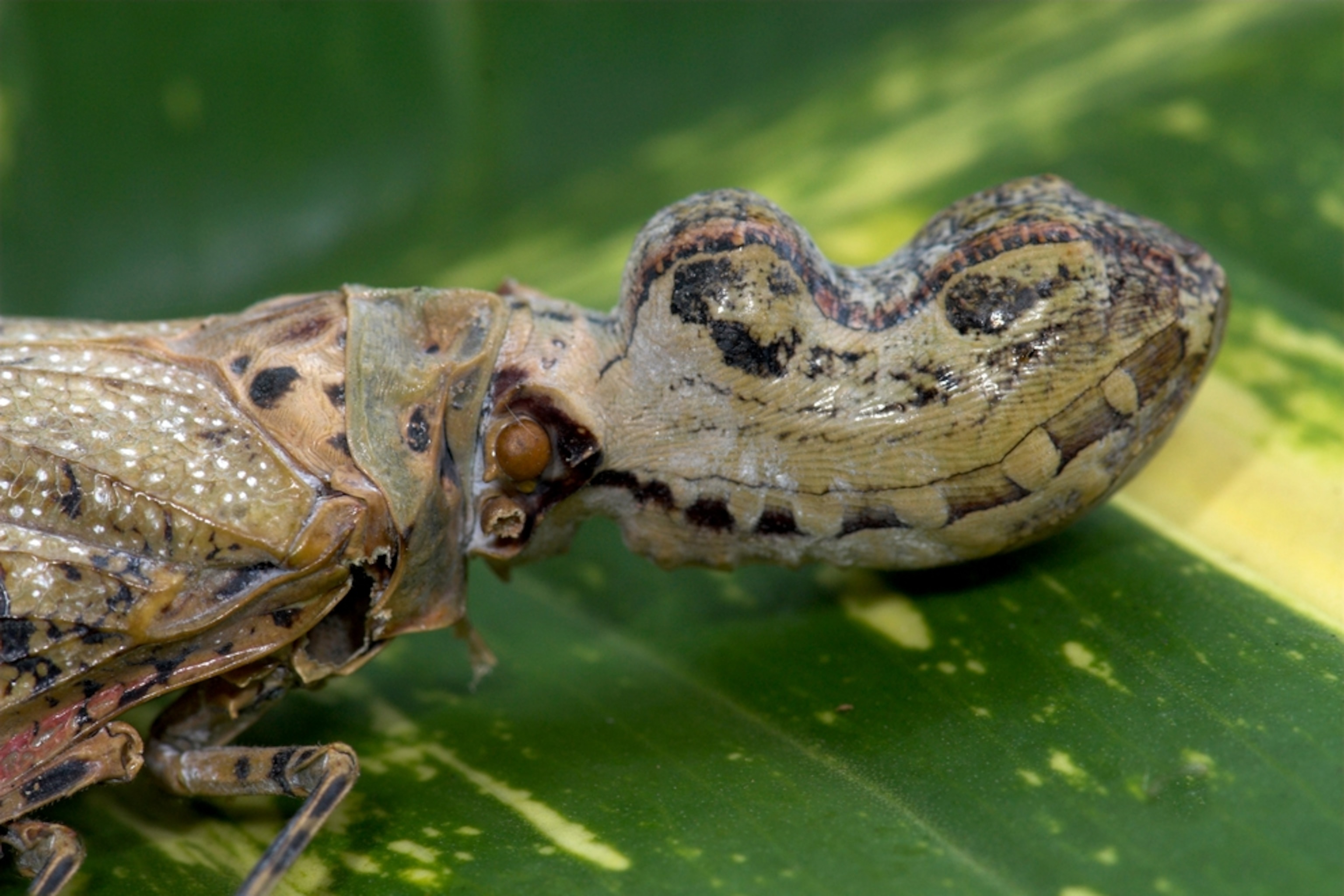 Masters of Deception: 5 Two-Faced Species