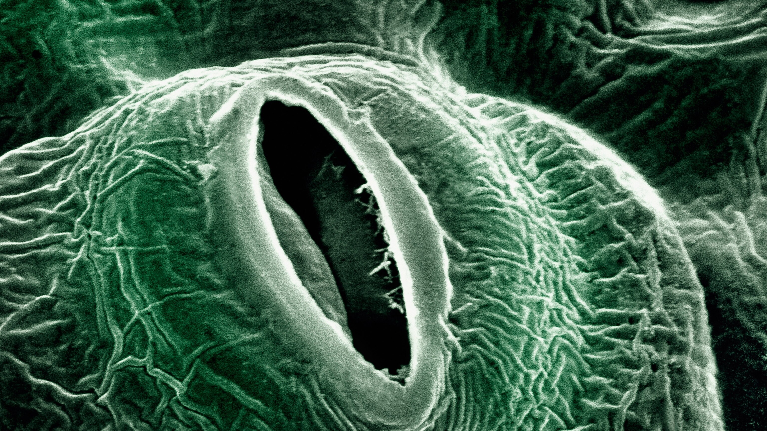 Plant Stomata Sem