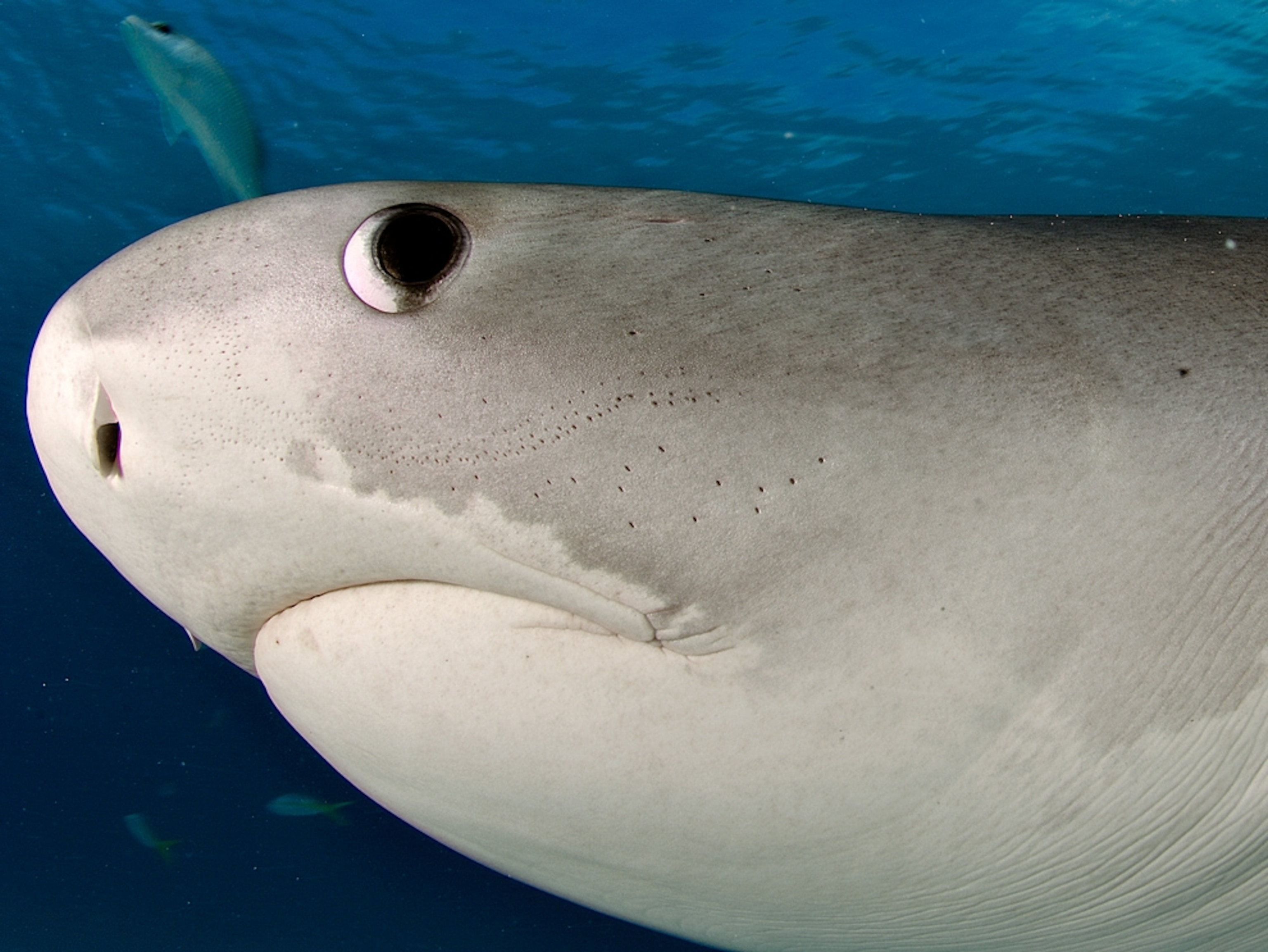Sharks Are Color-Blind, Retina Study Suggests