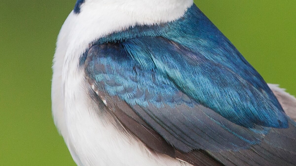 Tree Swallow | National Geographic | National Geographic