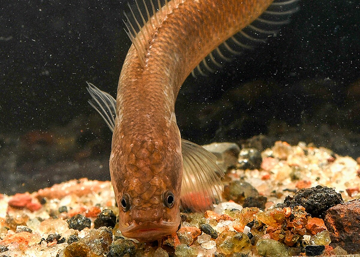 Dragon snakeheads—strange new underground fish—discovered in India