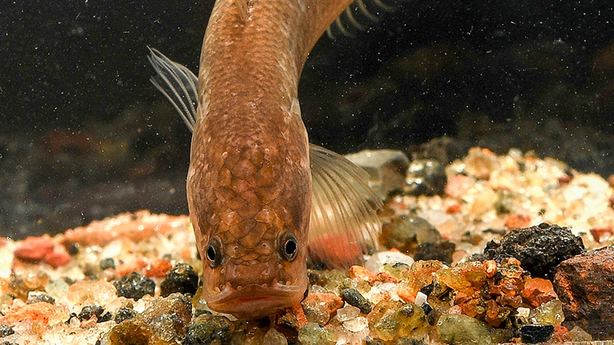 Dragon snakeheads—strange new underground fish—discovered in India ...