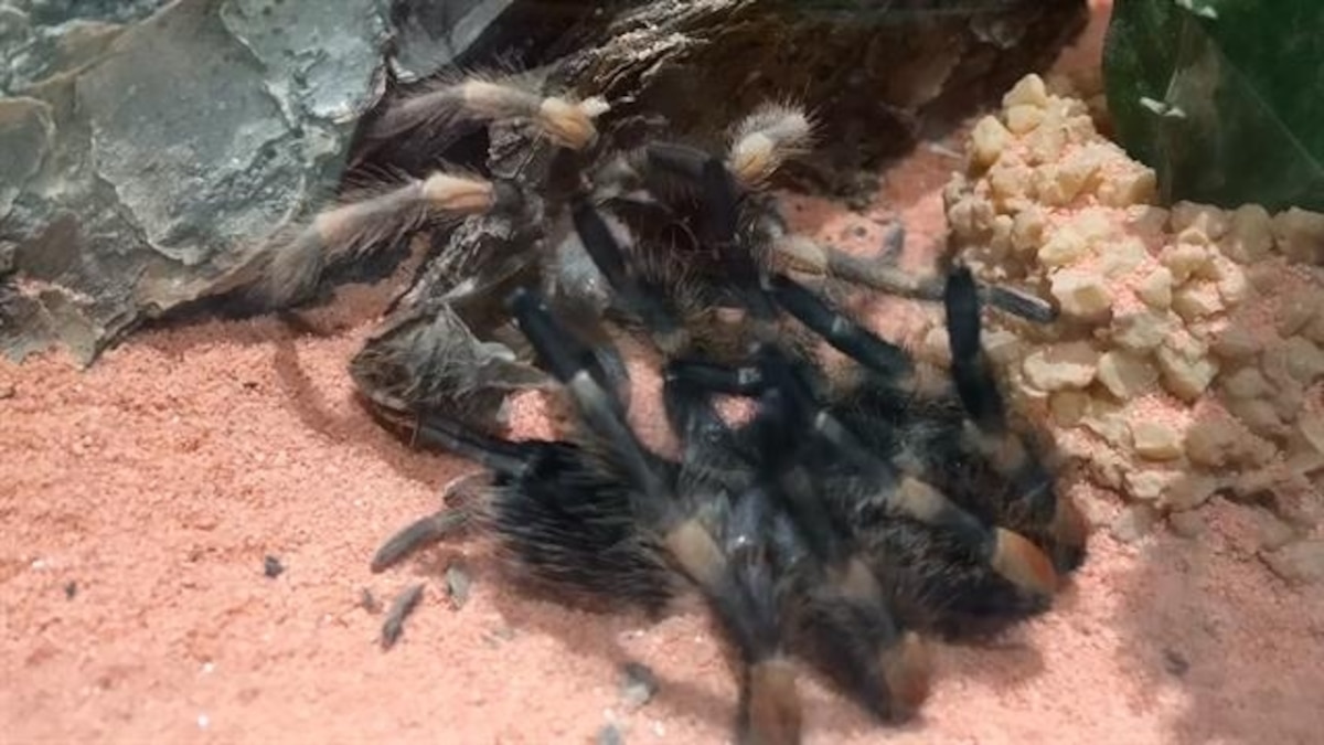 Watch a Tarantula Crawl Out of Its Own Skeleton | National Geographic