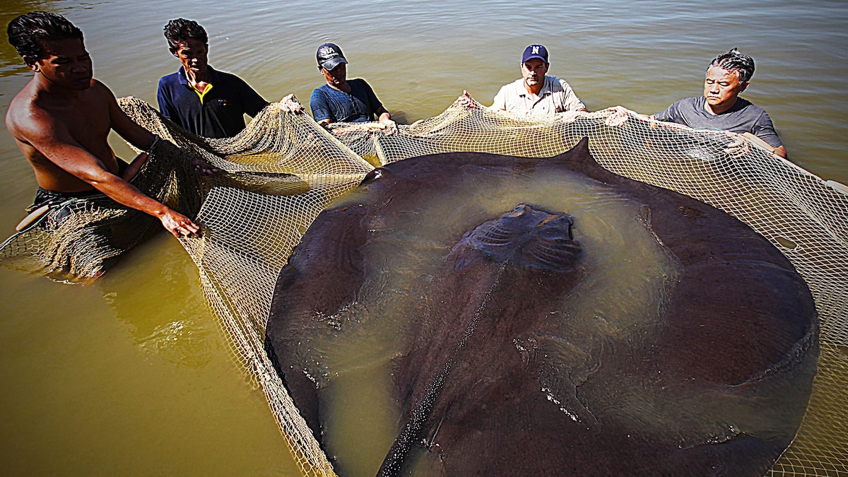 What’s the world’s biggest freshwater fish—and will we ever find it ...