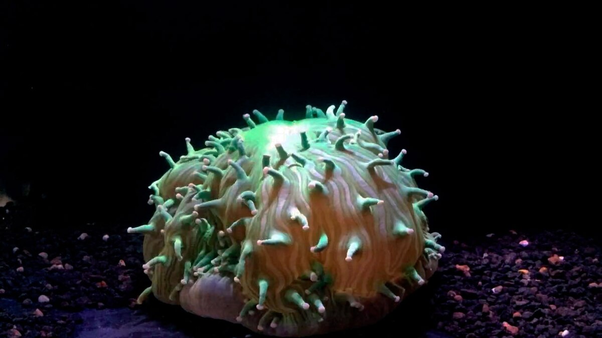 Watch Terrifying Video of Coral Convulsing as Seas Heat Up | National ...