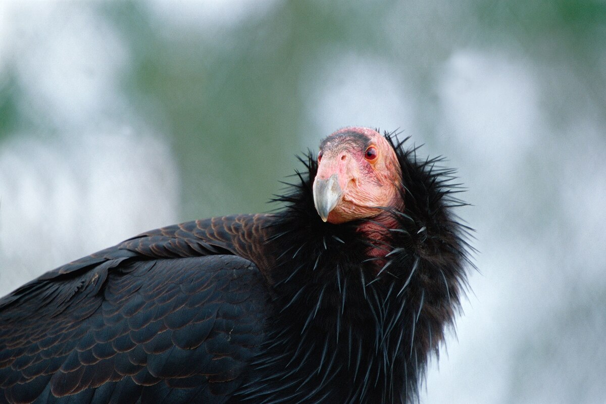 Condors Reach New Milestone of Survival, Thanks to Tree-Climbing Biologists