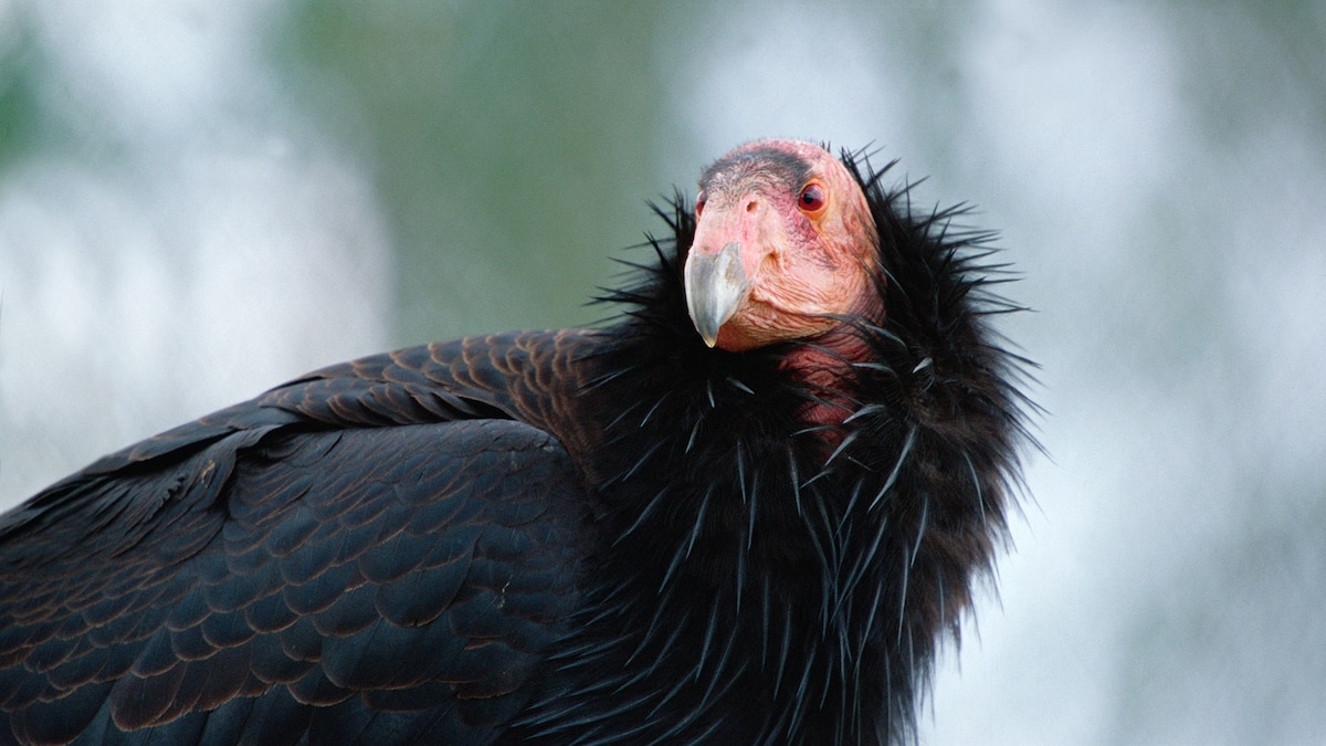Condors Reach New Milestone of Survival, Thanks to Tree-Climbing Biologists