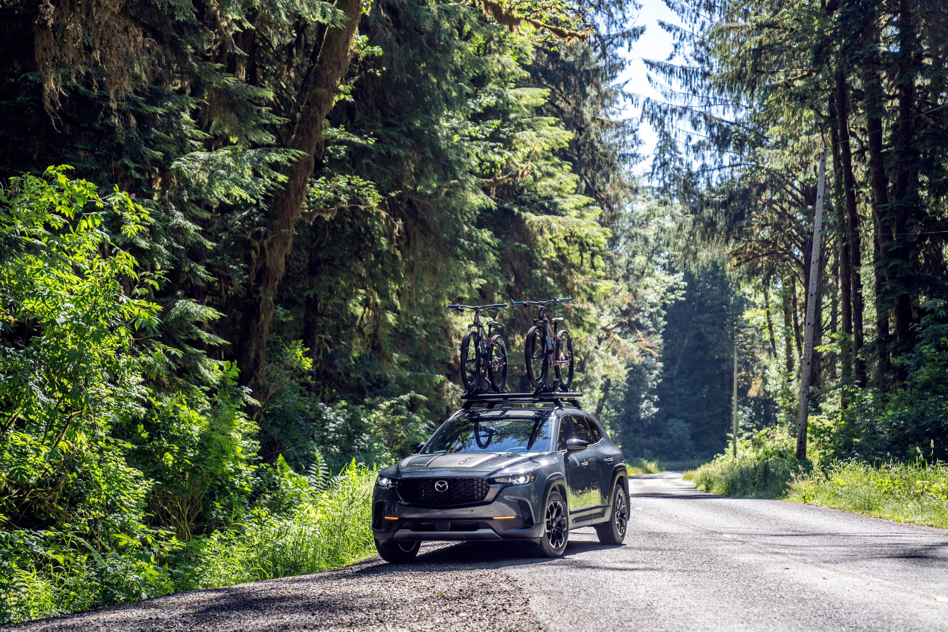 Finding balance and umami in the Olympic National Forest