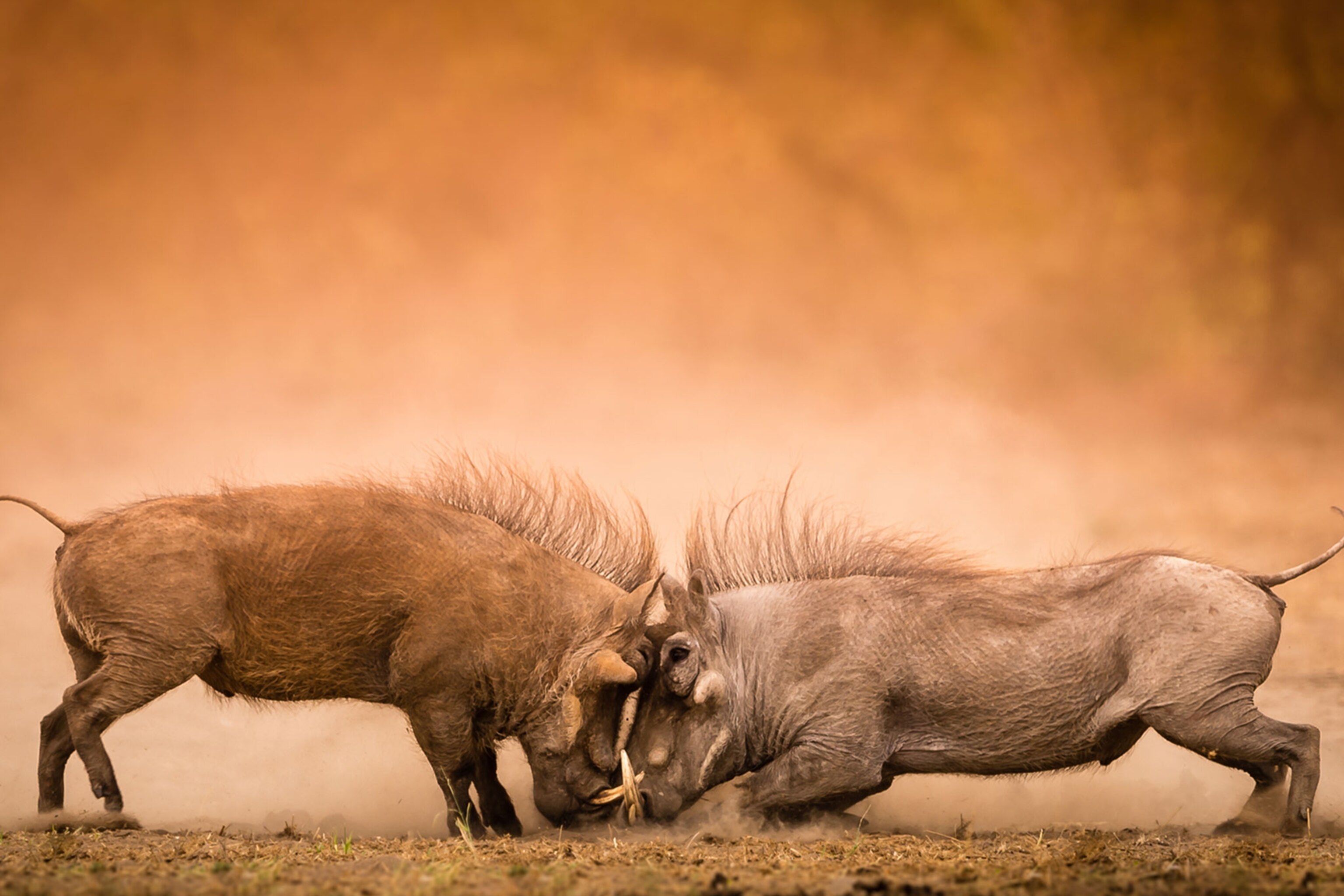 Vampire Bats Survive by Only Eating Blood—Now We Know How