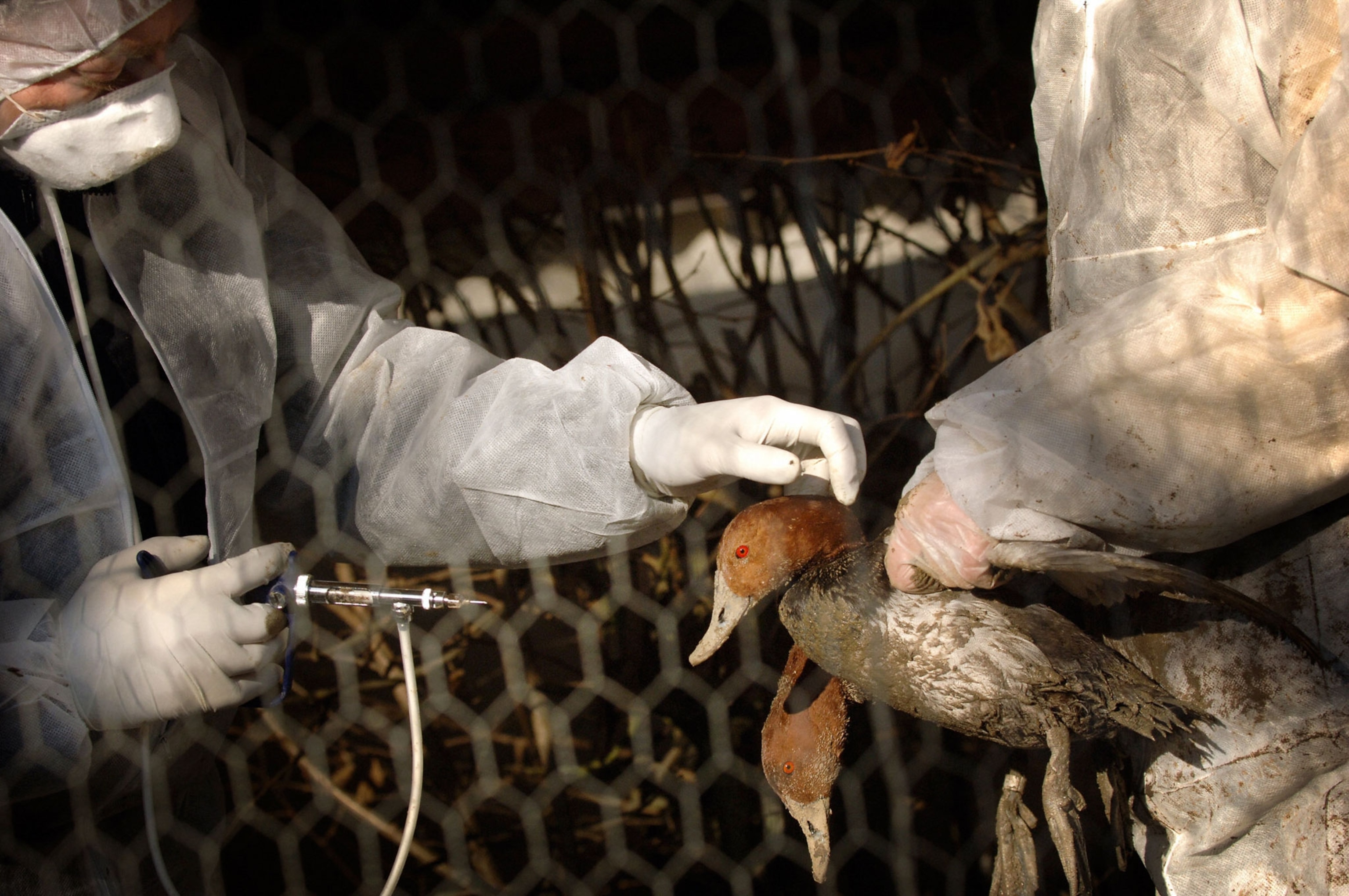 How Healthcare for Wild Animals Could Stop the Next Pandemic | National ...