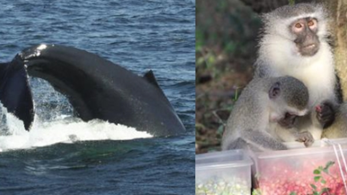 On Copycat Whales, Conformist Monkeys and Animal Cultures | National ...