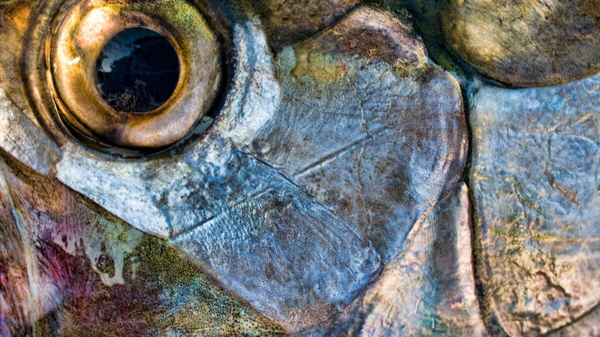Life in Color: Silver, Silver Pictures -- National Geographic ...