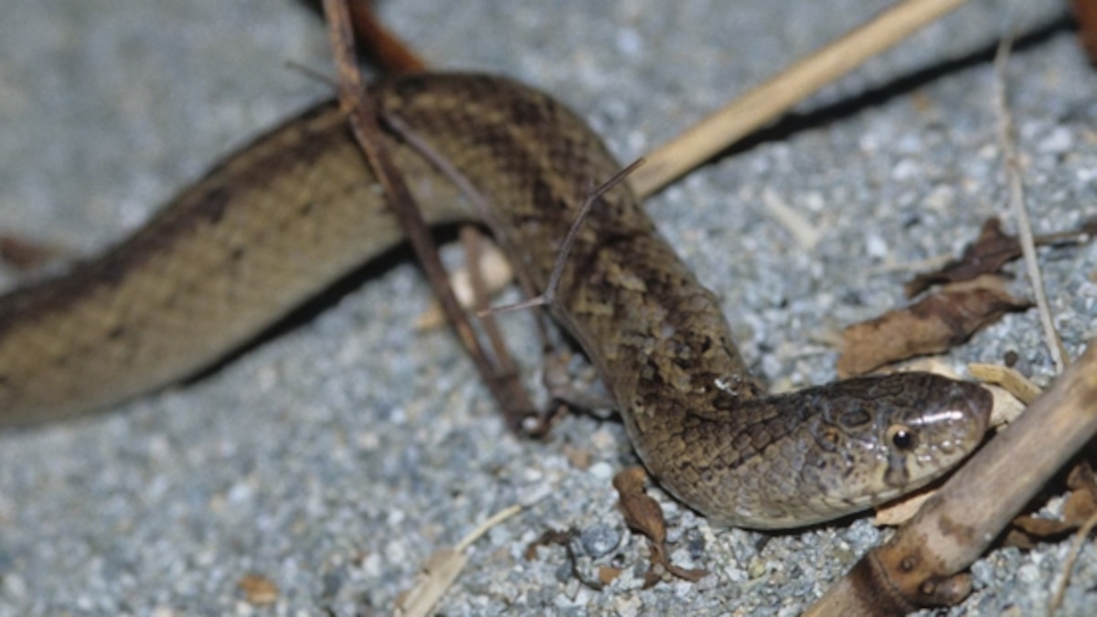 Kukrisnakes fight for turtle nests with dagger teeth, forked penises ...