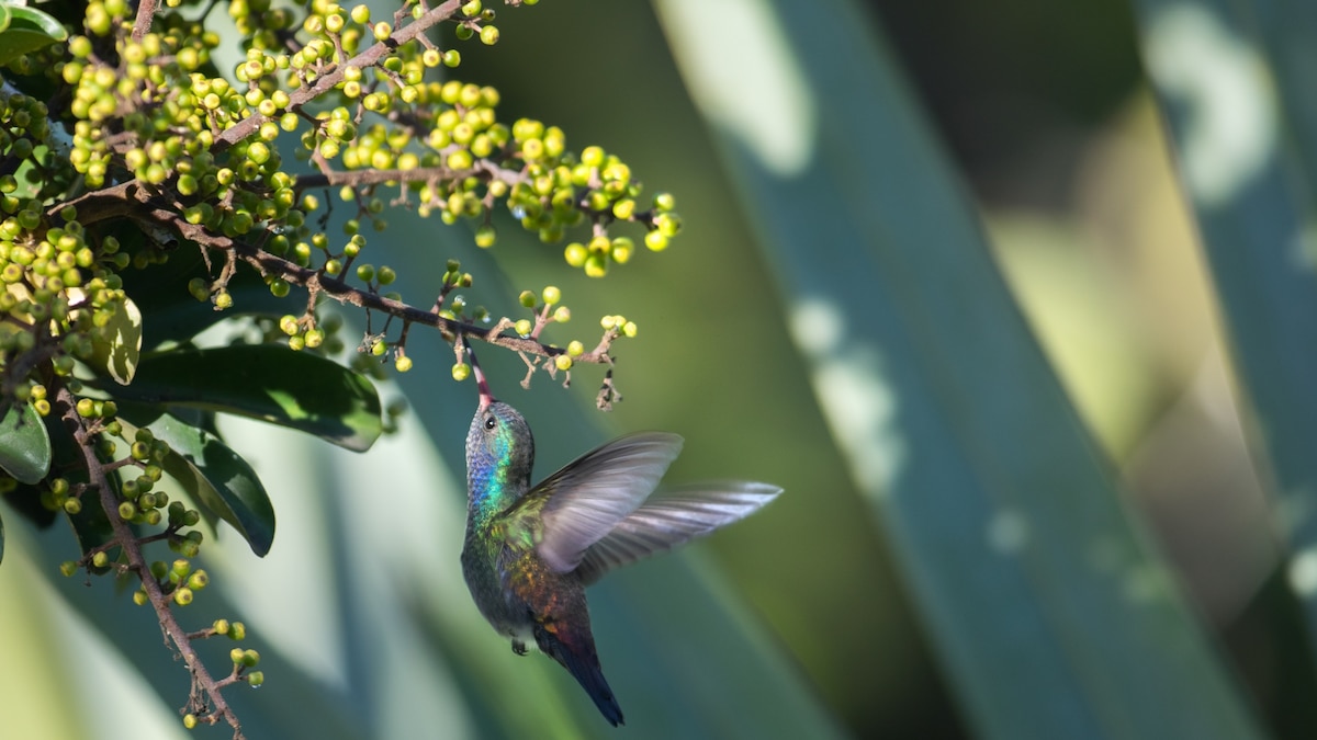 Why figs need wasps—here's how mutualism works. | National Geographic