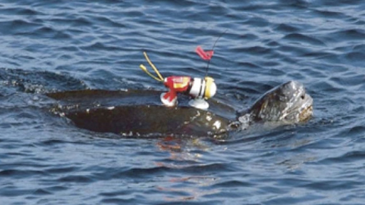 How leatherback turtles grow huge on a diet of jelly | National Geographic