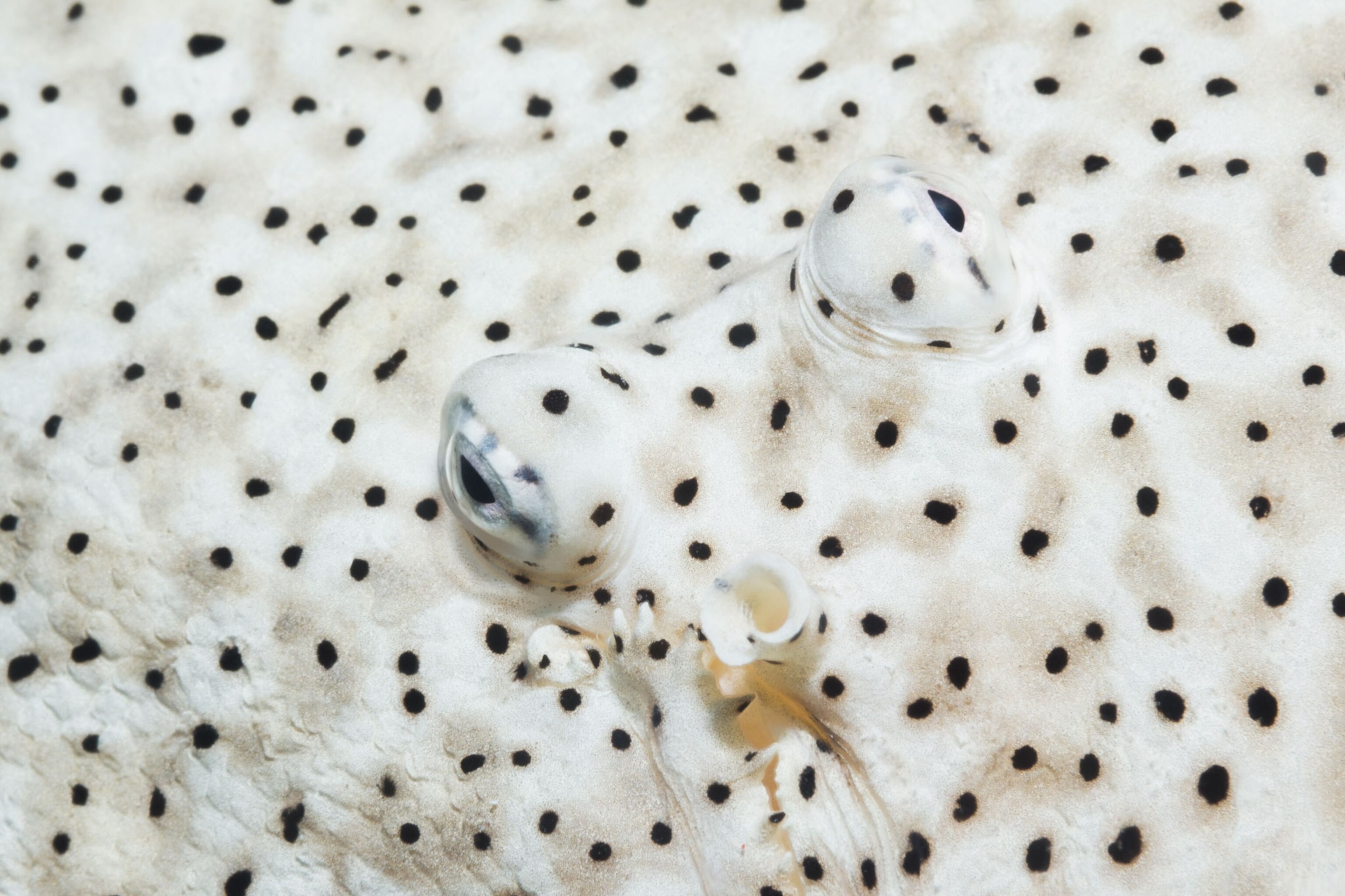 Masters of Deception: 5 Two-Faced Species