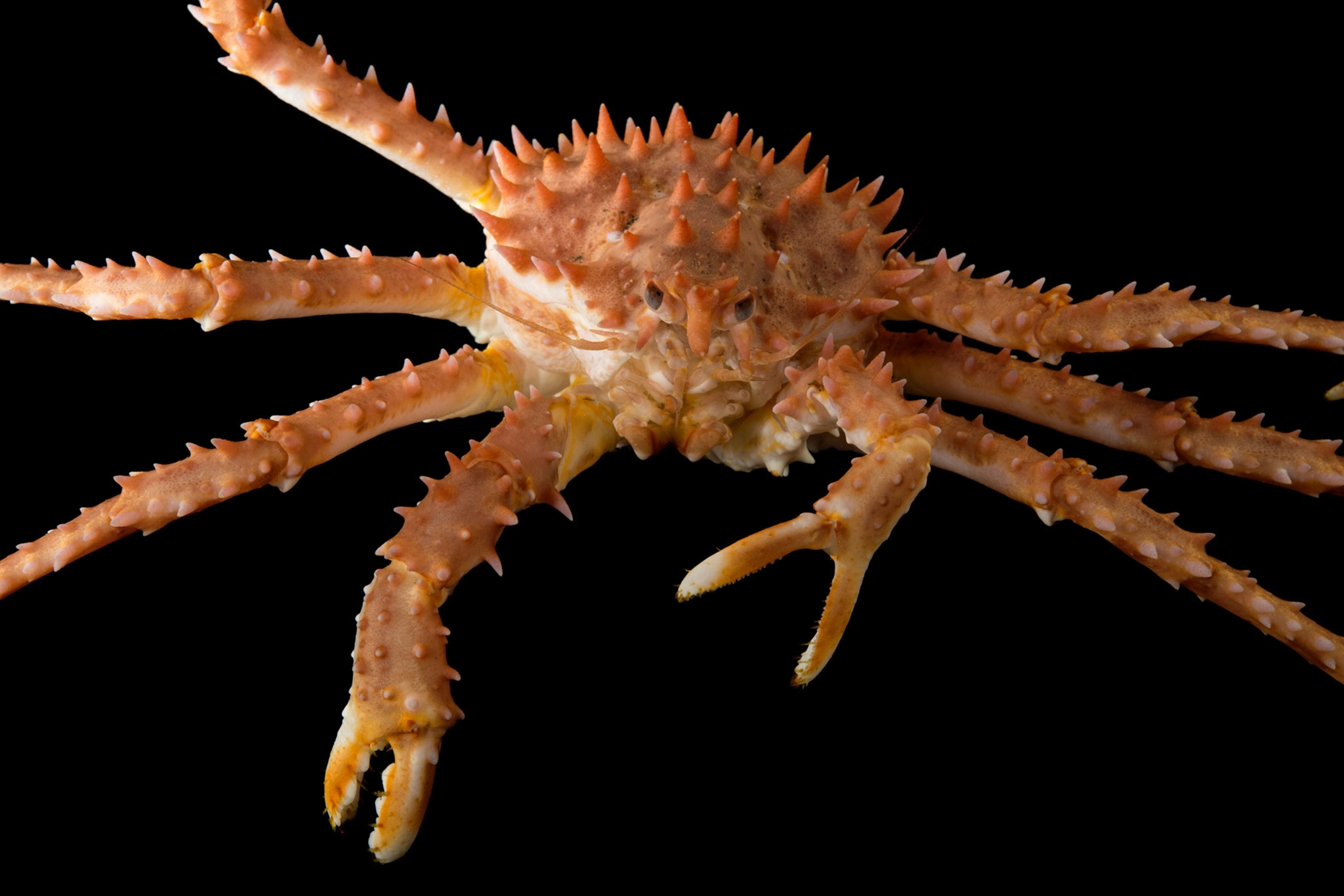 See Crabs That Decorate Themselves With Style