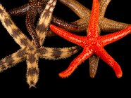 Starfish Reproduction Cycle