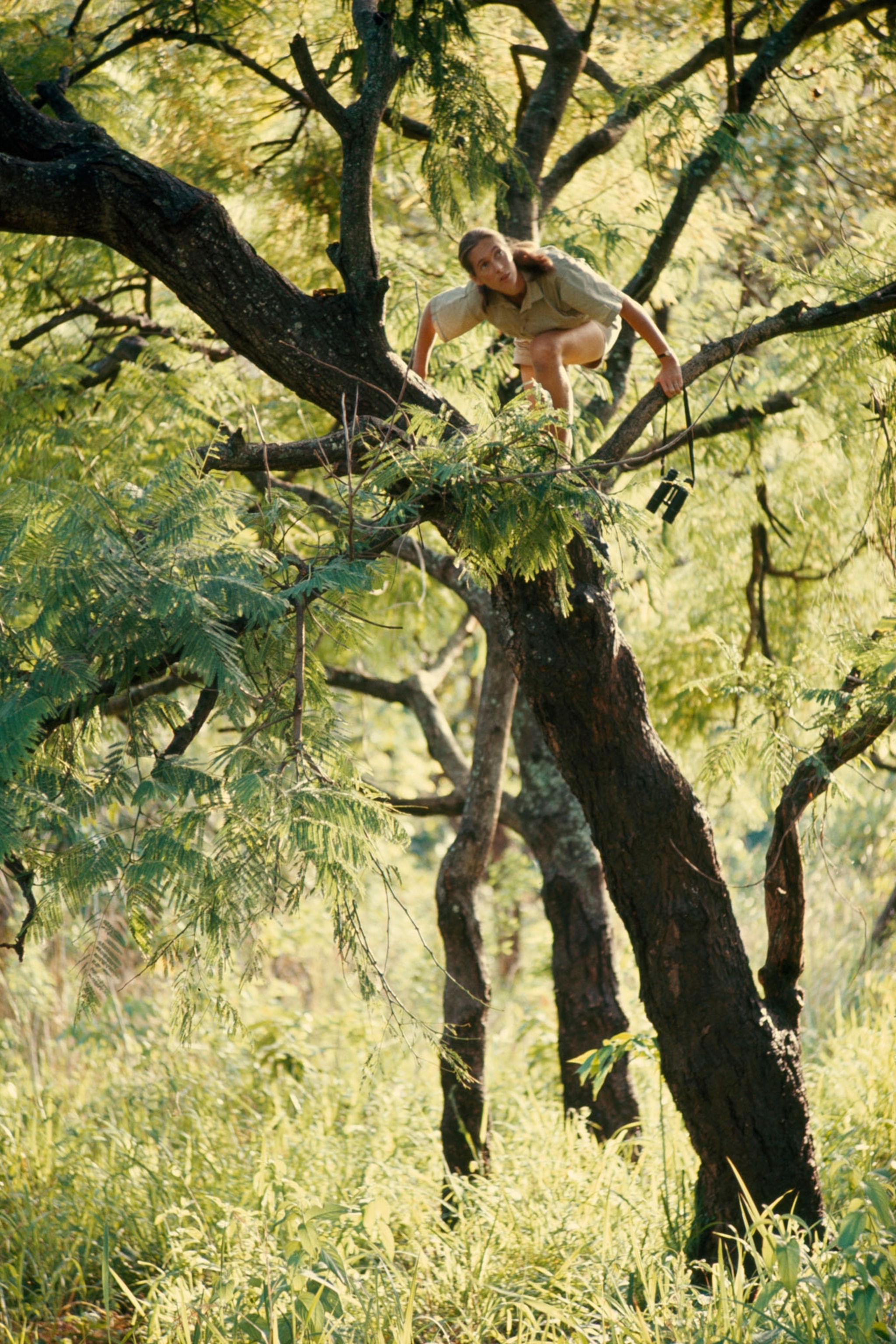 How Jane Goodall Changed What We Know About Chimps