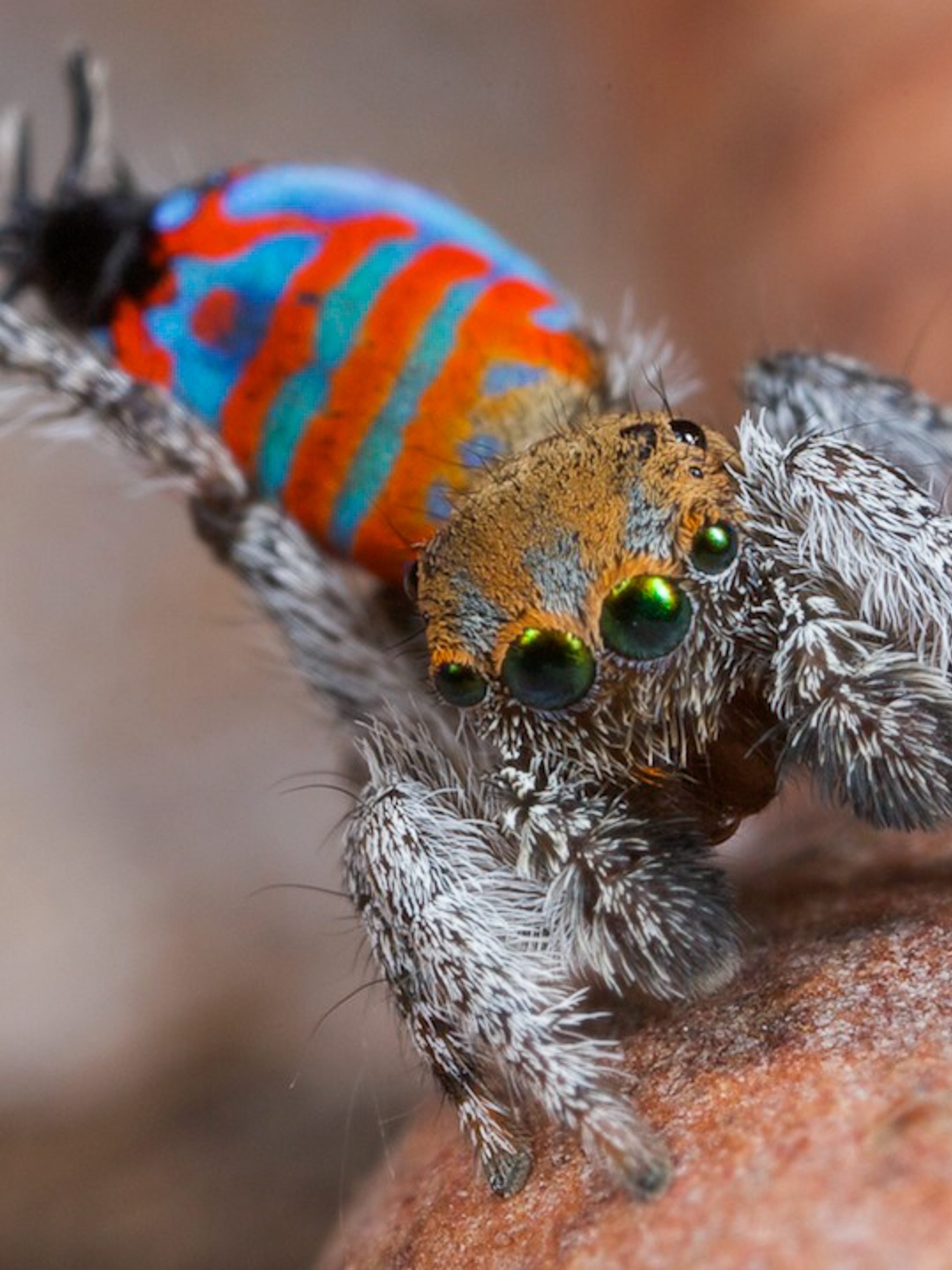 Crazy Looking Spiders