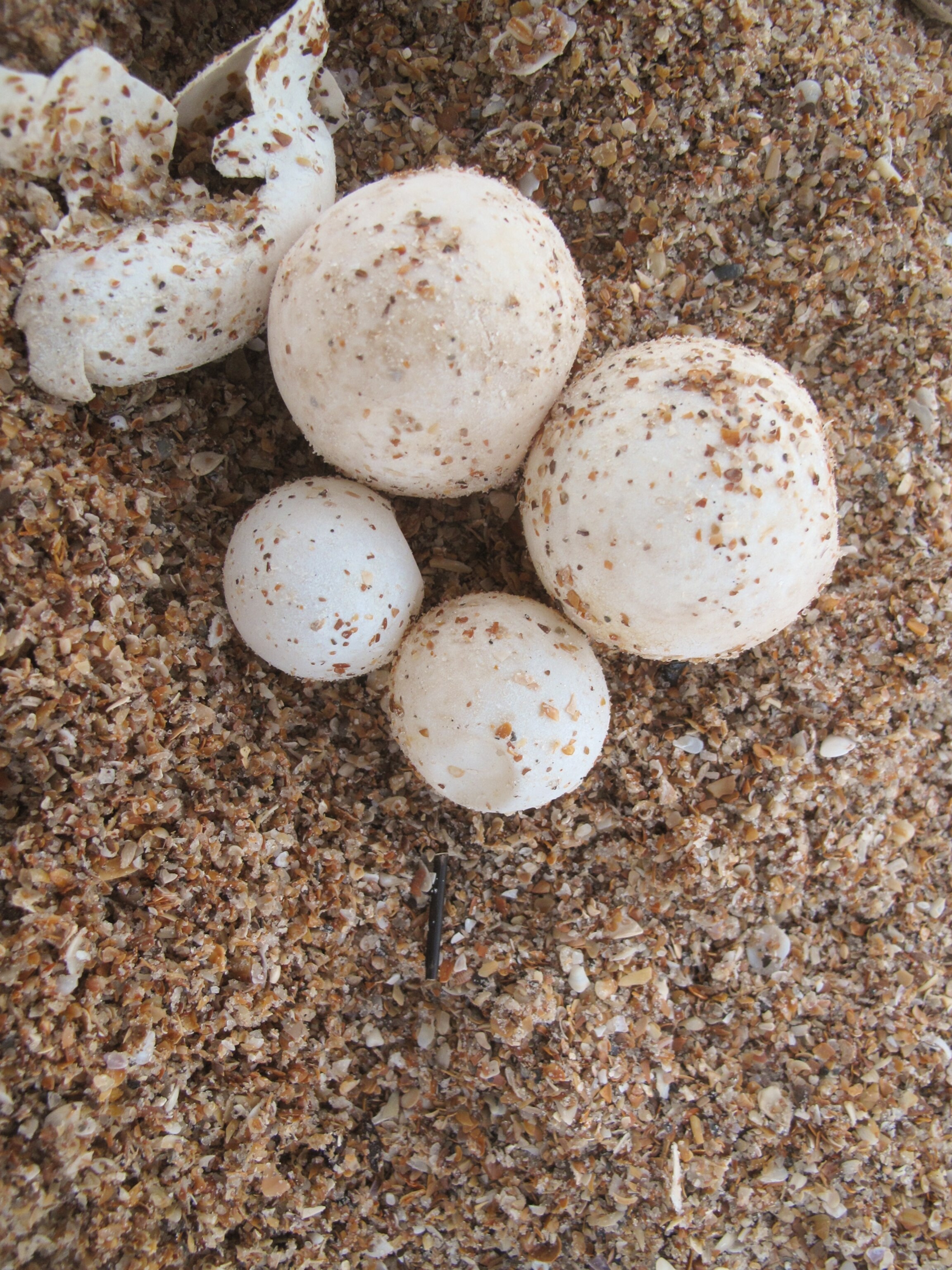 See Sea Turtles in Dominica