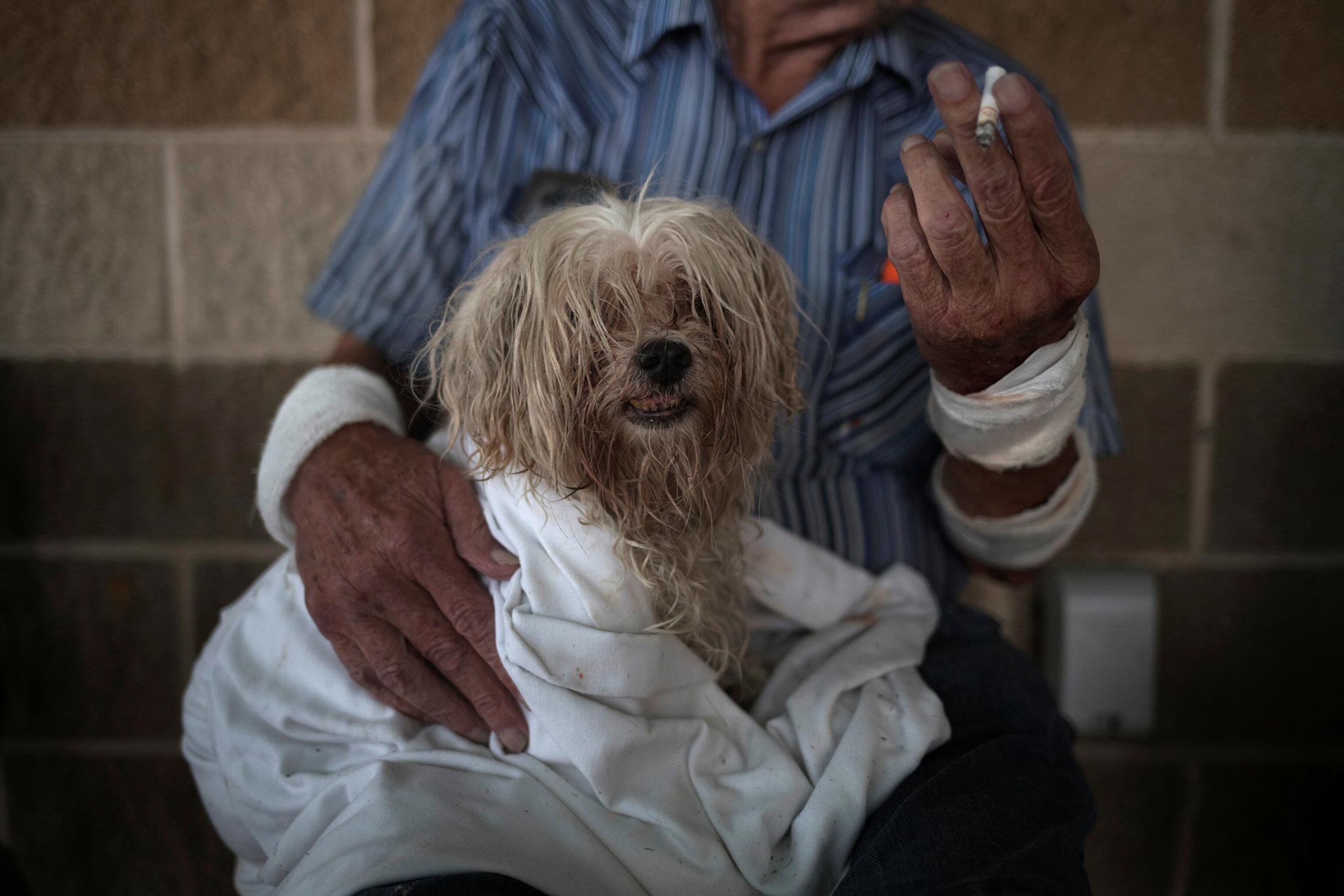 Pictures of Rescued Pets: How They're Coping with Harvey