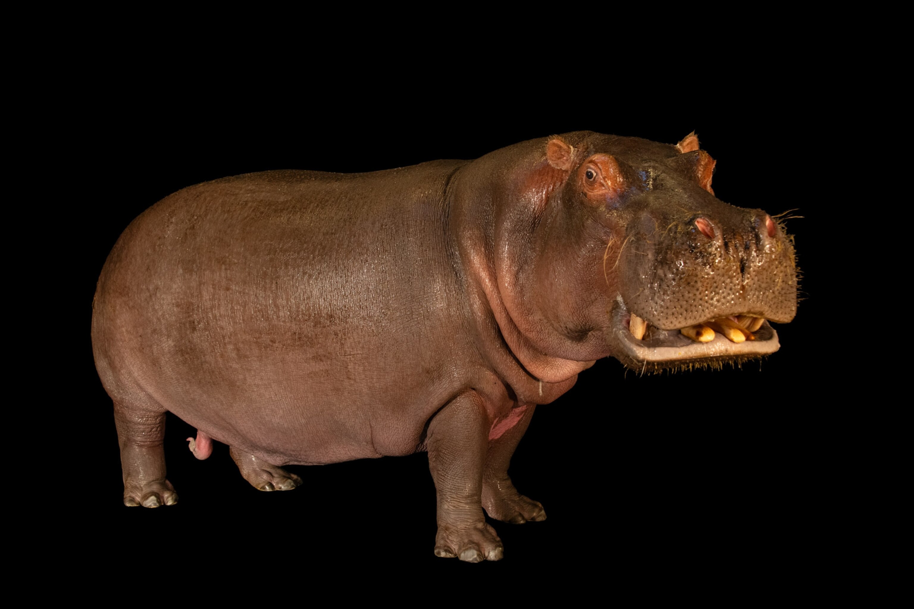 Roach, Worms, and Hippo: How these 8 towns got their unusual names