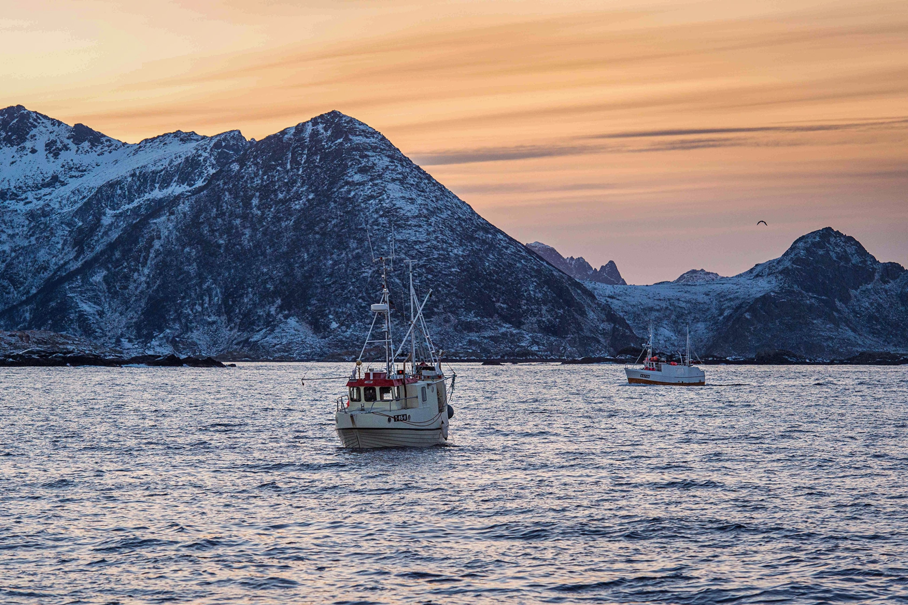 Savor the Fleeting Season of Skrei, King of Cod | National Geographic