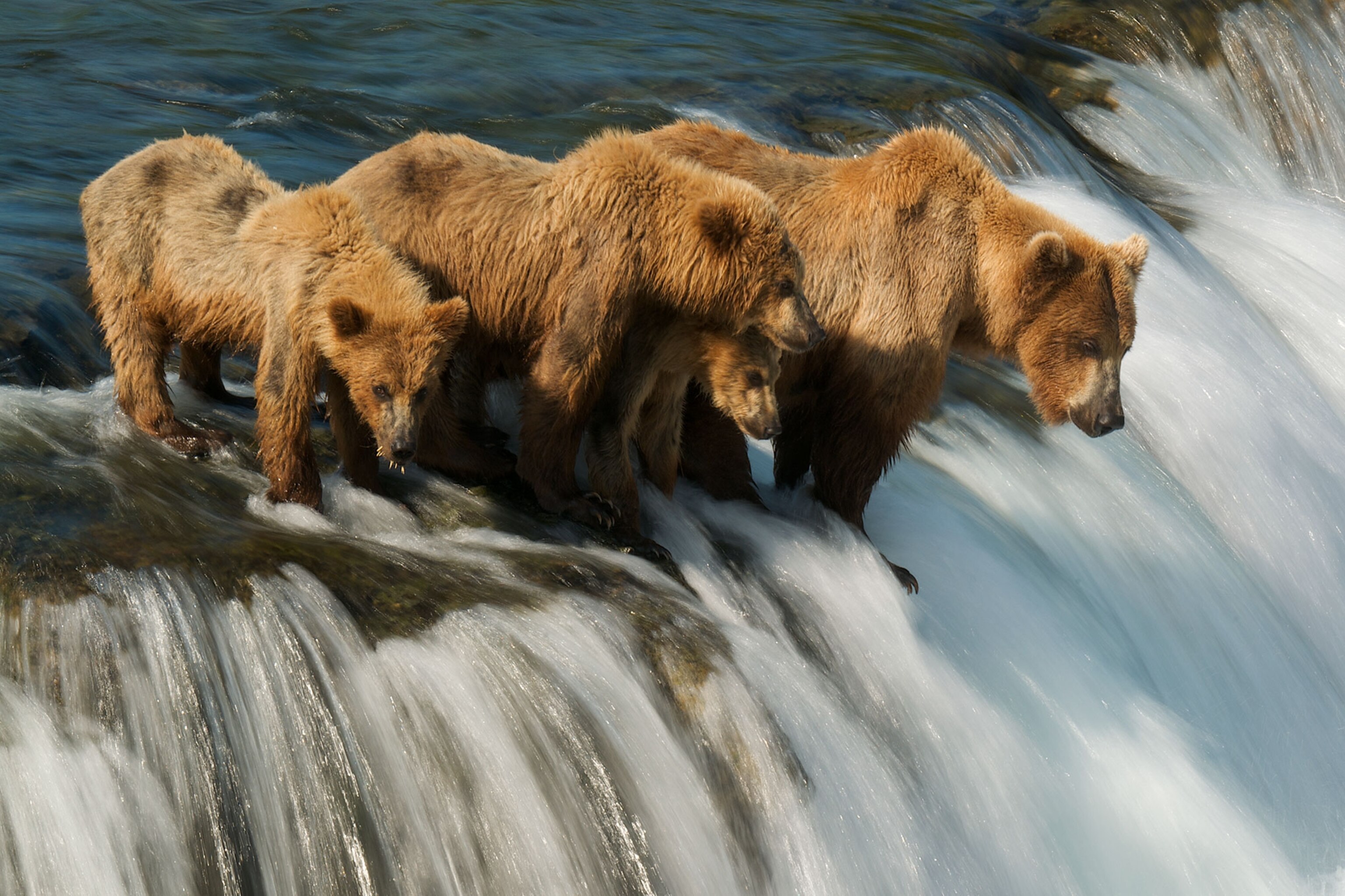 These Real-Life Bear Cubs Are All Winners