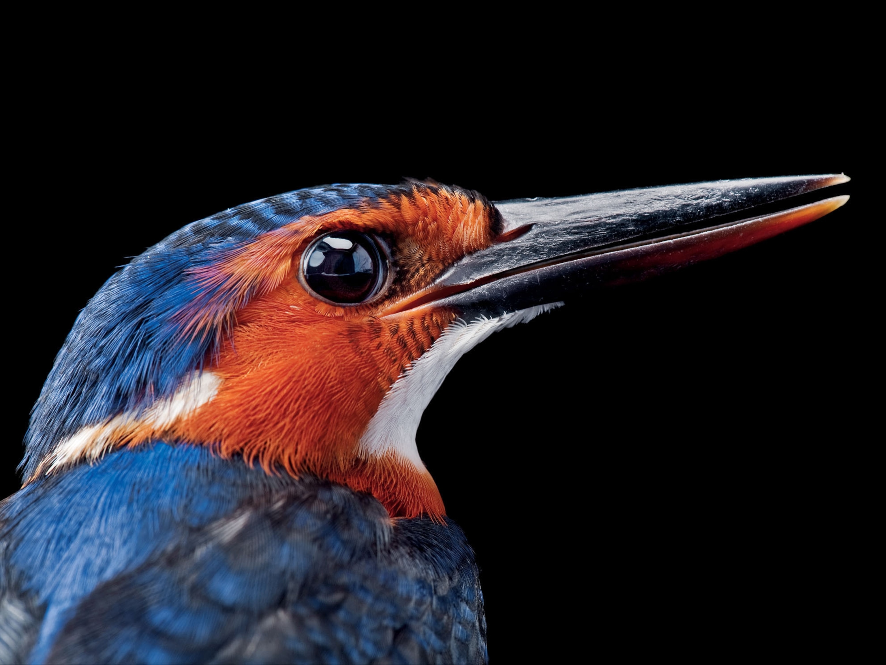 Bioko Island: a threatened African treasure