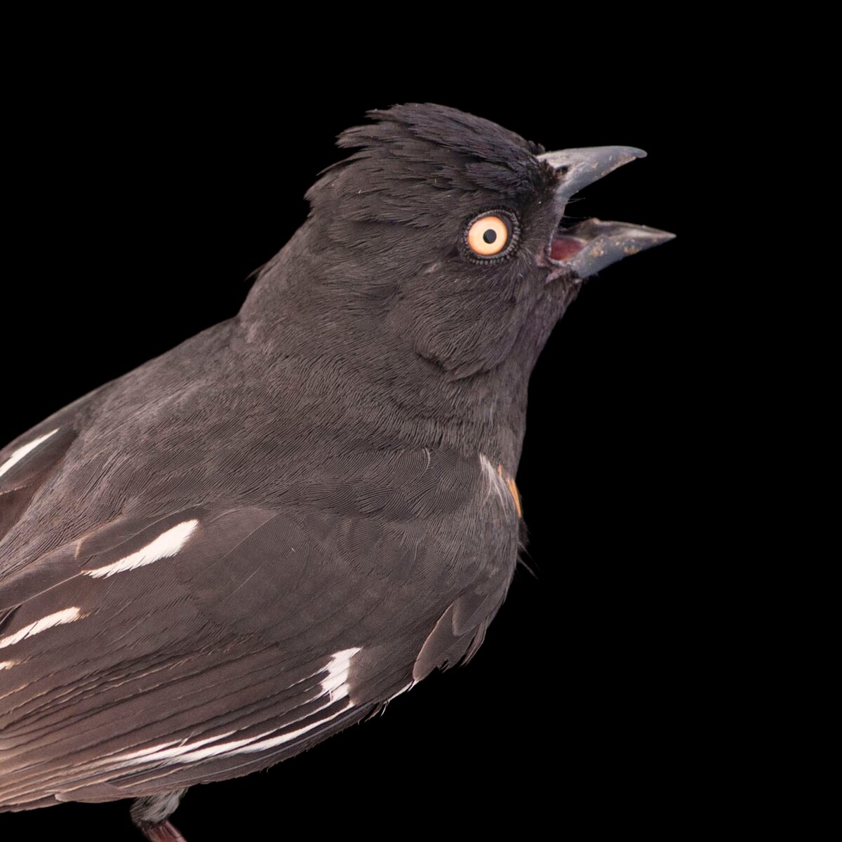 Eastern Towhee | National Geographic