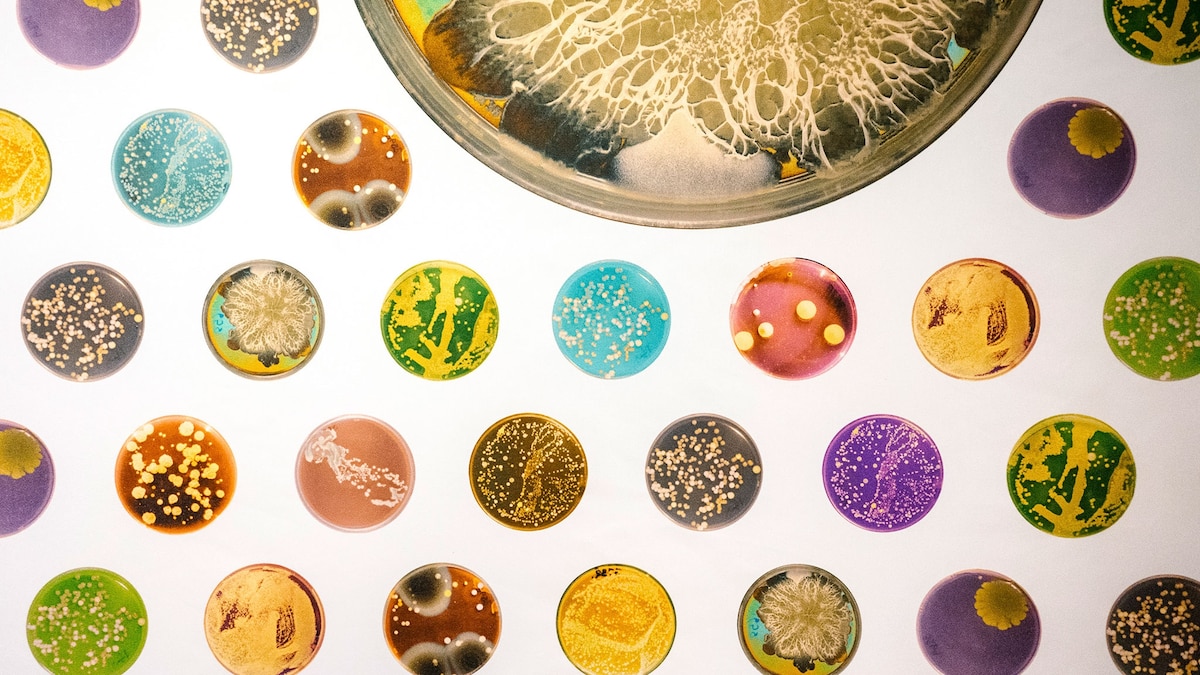 These Invisible Organisms Hold the Key to Life on Earth | National ...