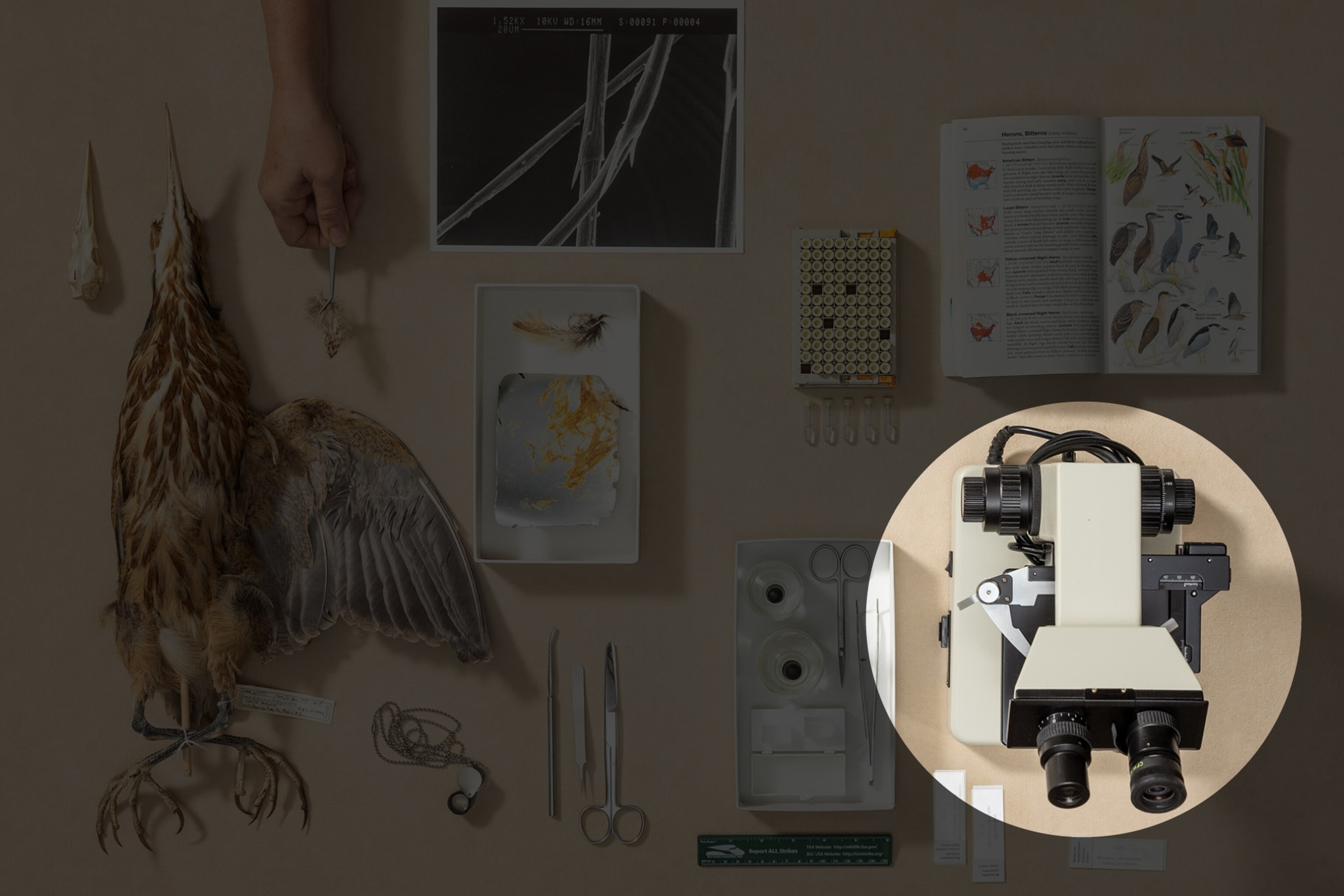 These 12 tools help solve avian mysteries