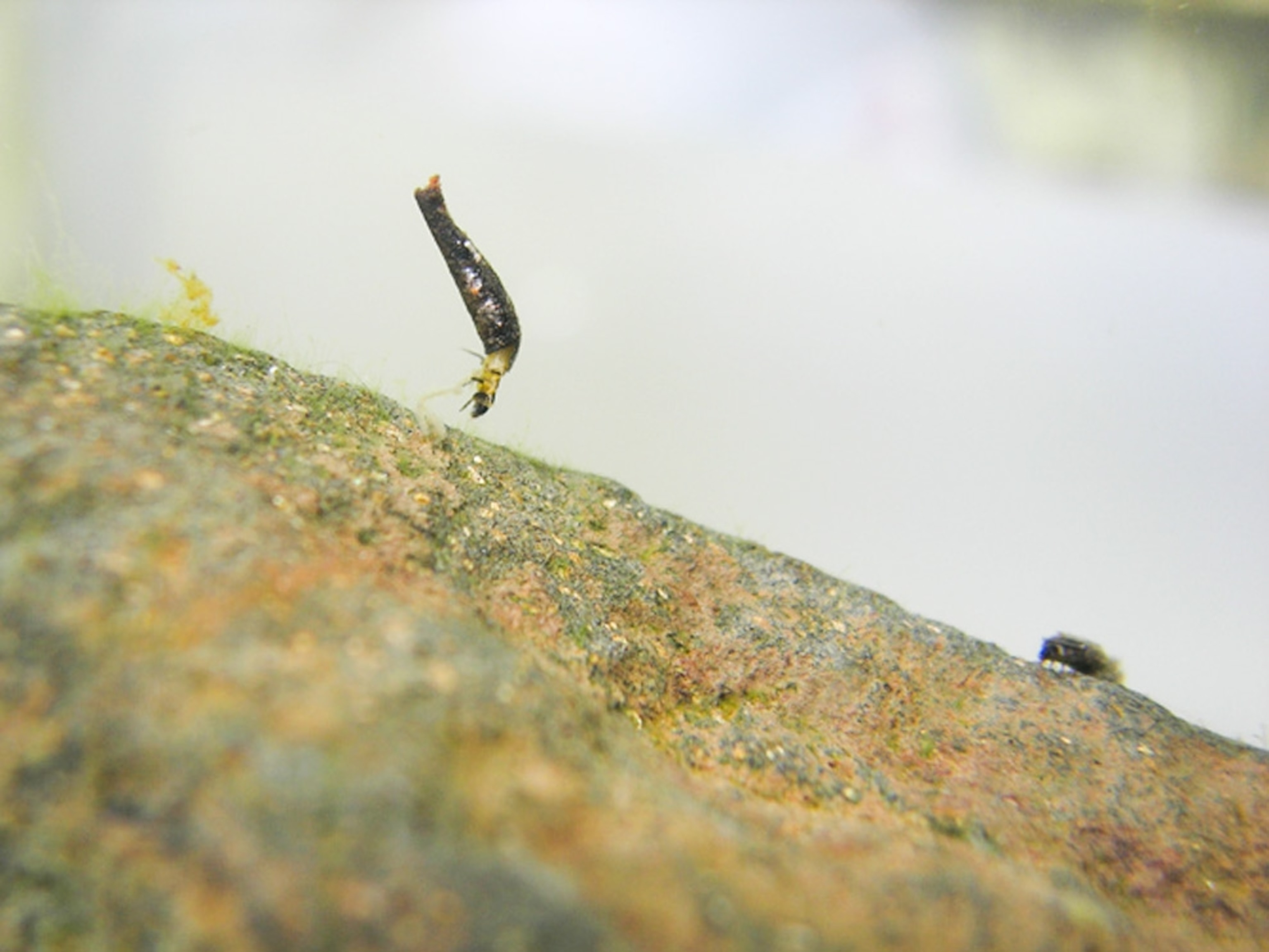 First Amphibious Insects Found in Hawaii | National Geographic