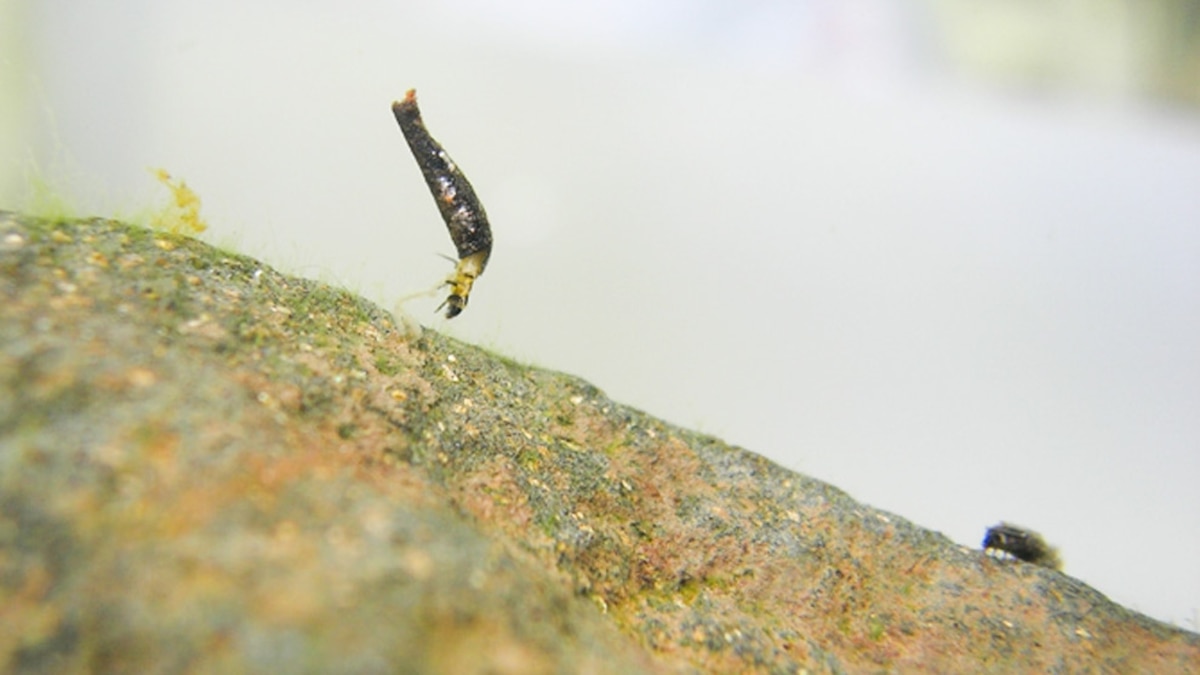 First Amphibious Insects Found in Hawaii | National Geographic