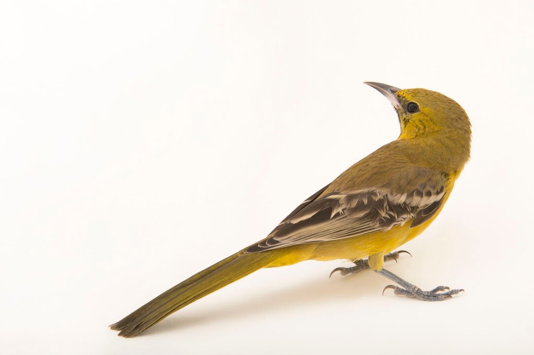 Hooded Oriole Female Hooded Oriole — Bell Canyon Birds