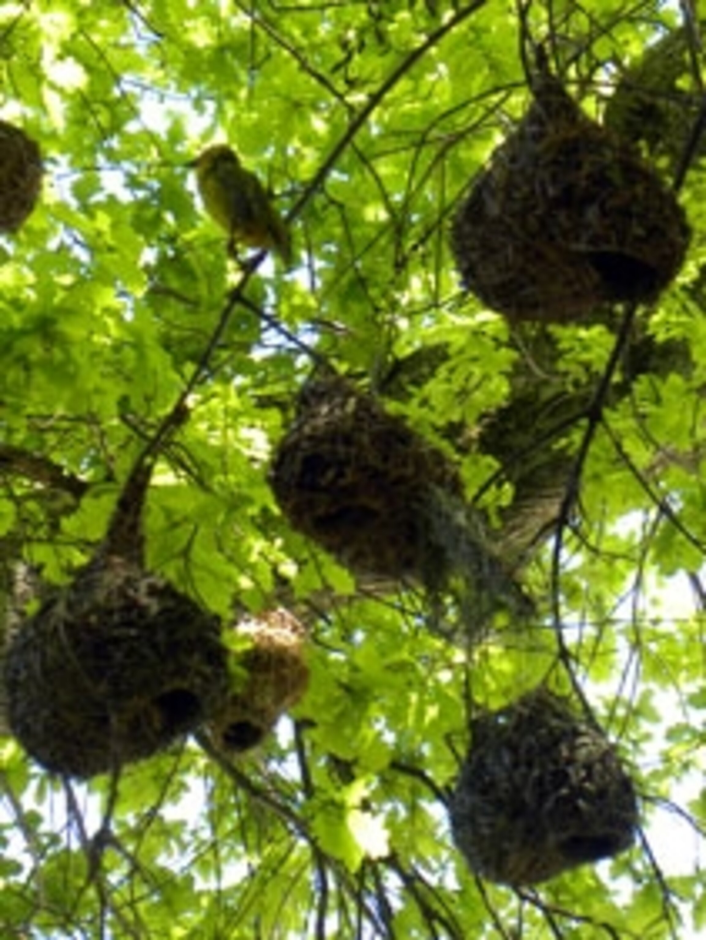Weaver Birds Nests In Trees