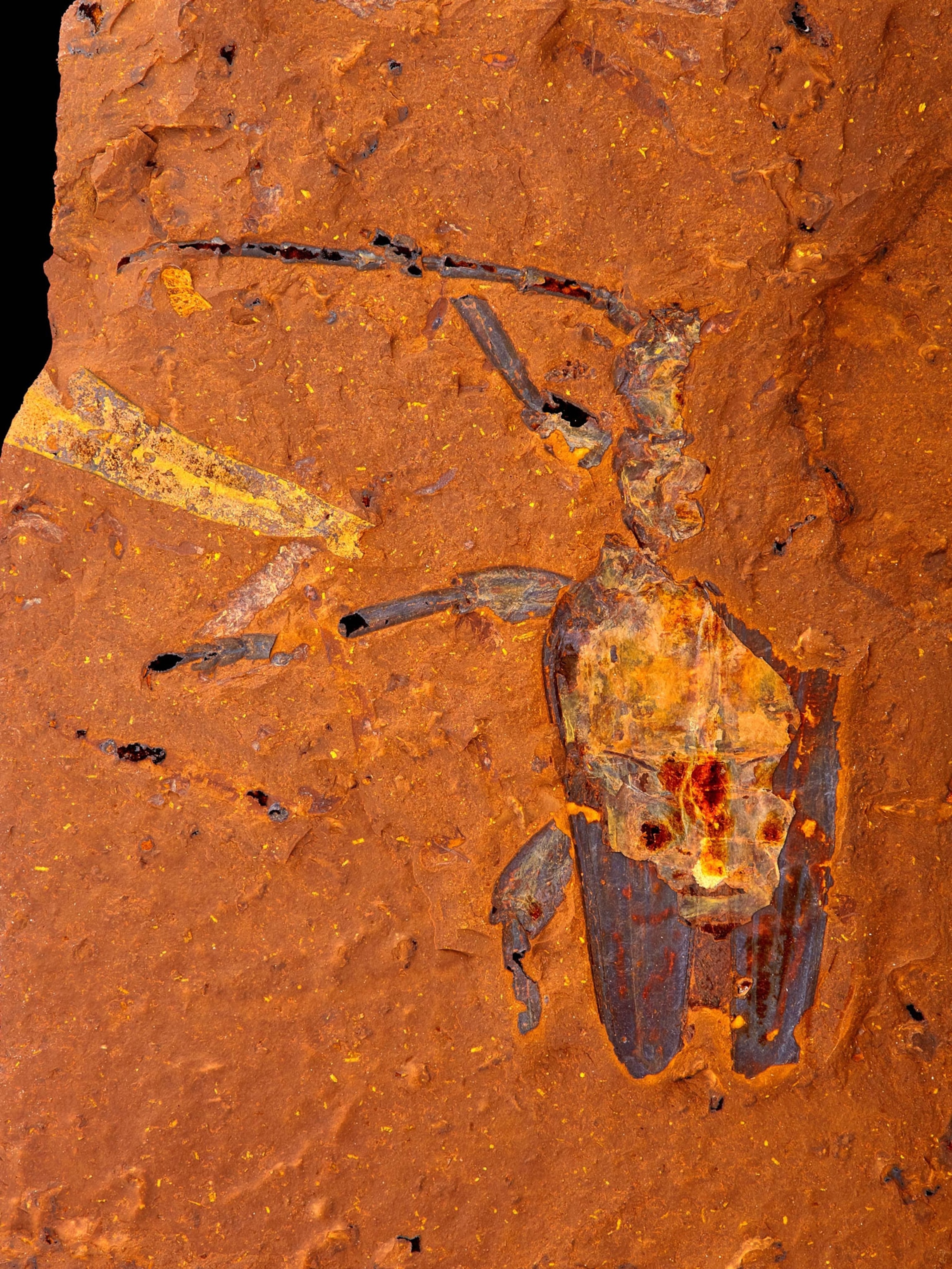 See the spectacular fossils from a newly discovered prehistoric rainforest