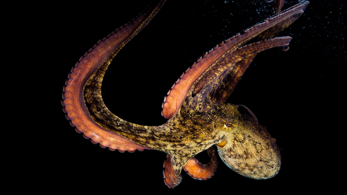 This octopus was caught defending its space—by throwing things ...