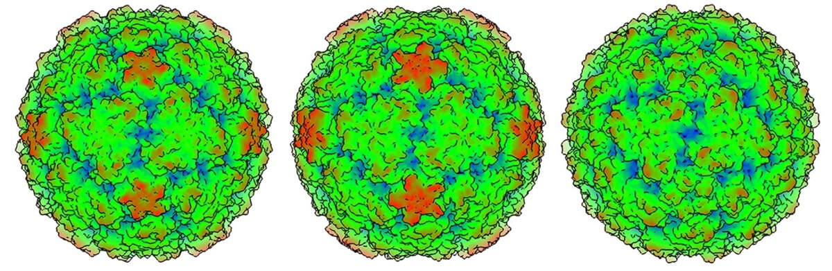 The common–and fairly awesome–cold virus