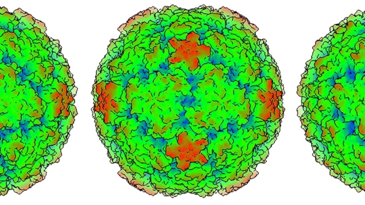 The common–and fairly awesome–cold virus | National Geographic