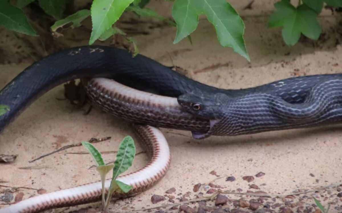 Snake Regurgitates Another Snake in Startling Video