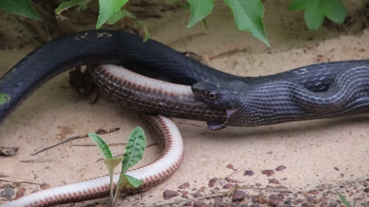 Snake Regurgitates Another Snake in Startling Video | National Geographic