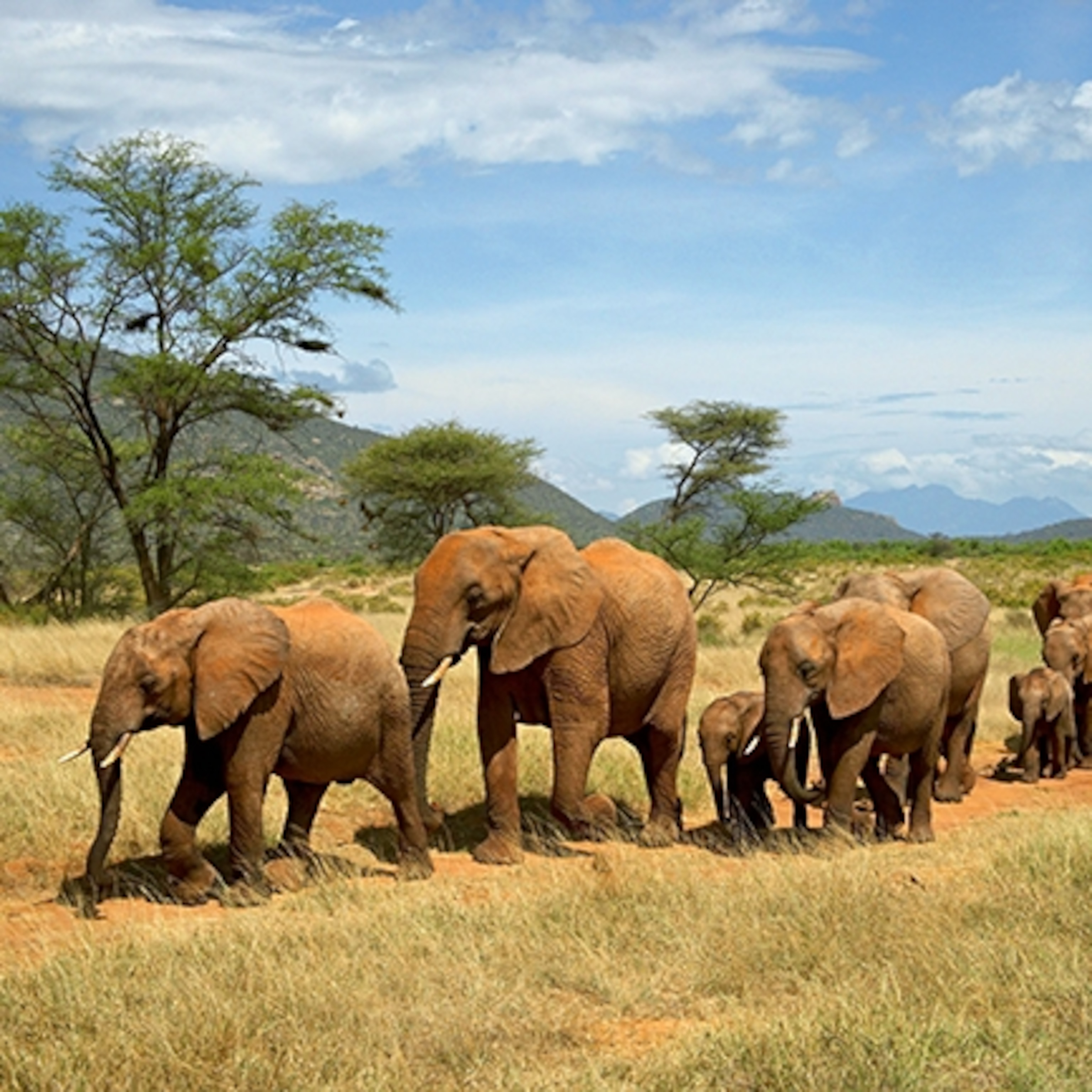Samburu National Park Reserve Best Guided Tours To Samburu National